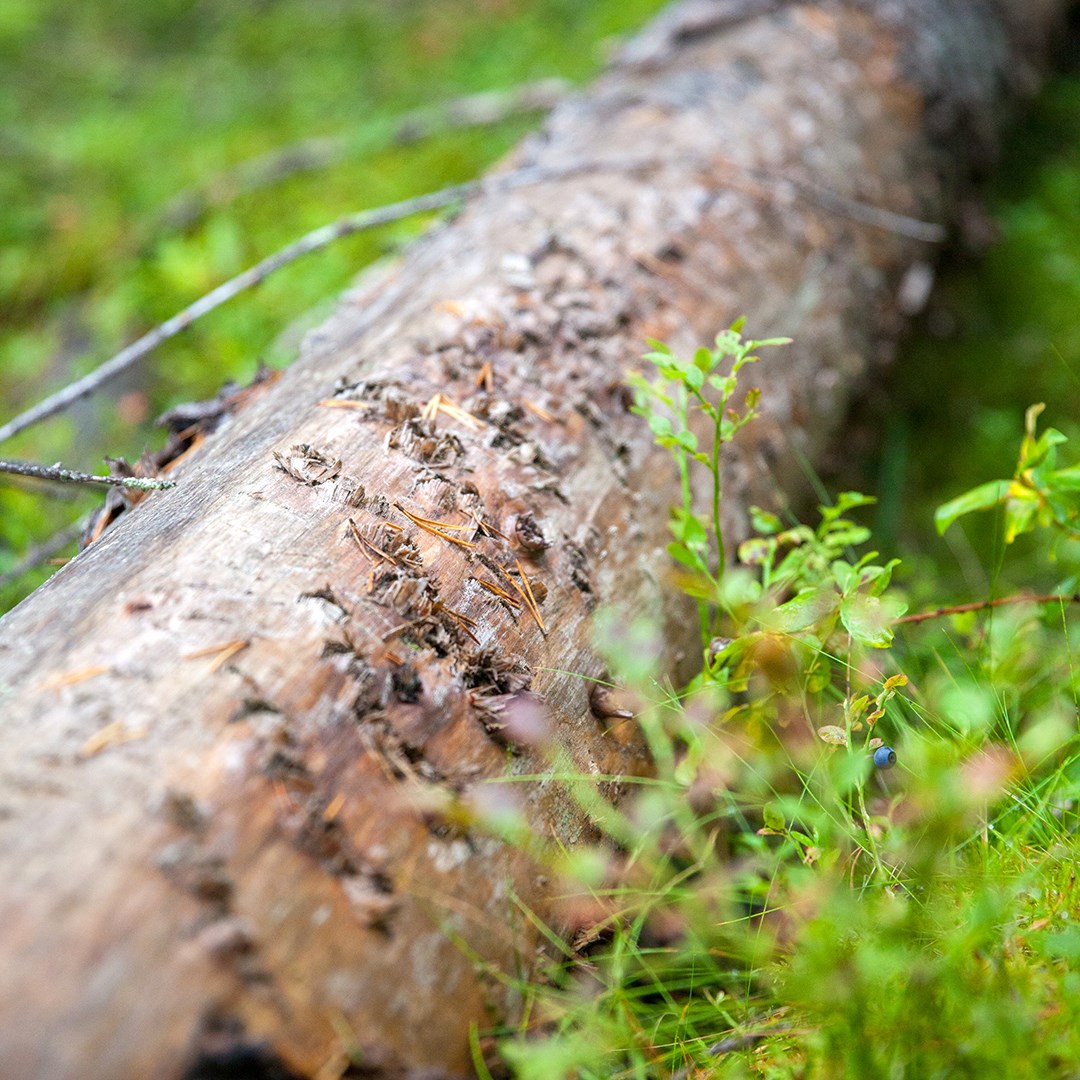 Method to assess the natural values of forests evaluated in new study ...