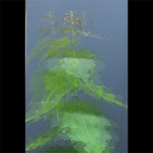 Aspen trees exposed to repetitive flexing grew faster | Medarbetarwebben