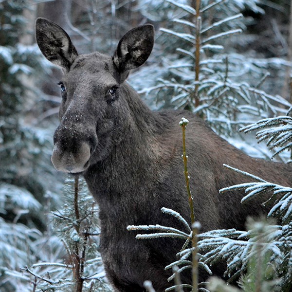 Stödutfodrade älgar åt mer gran | Medarbetarwebben