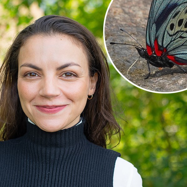 Millions to new butterfly research: "An unknown world to discover ...