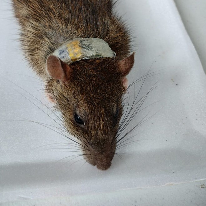 Tracking Drugged Rats: How Human Medicines Are Altering Rodent Behavior ...