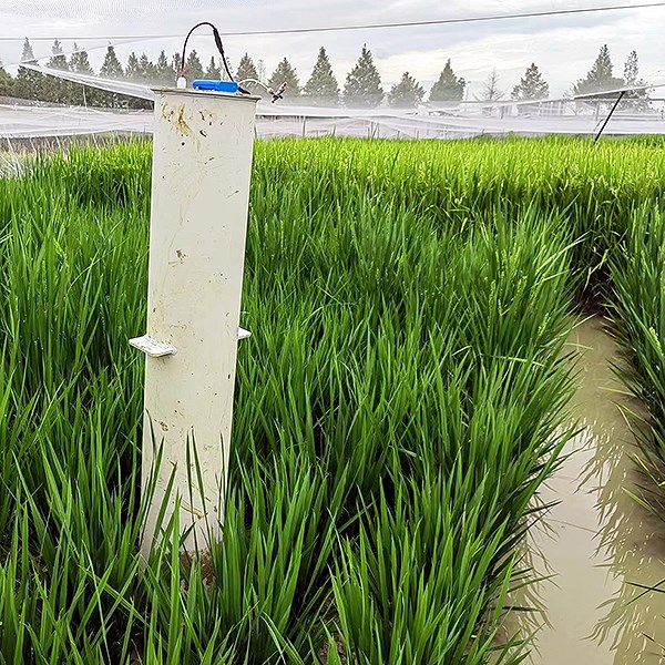 High-yielding rice that greatly reduces methane emissions has been ...